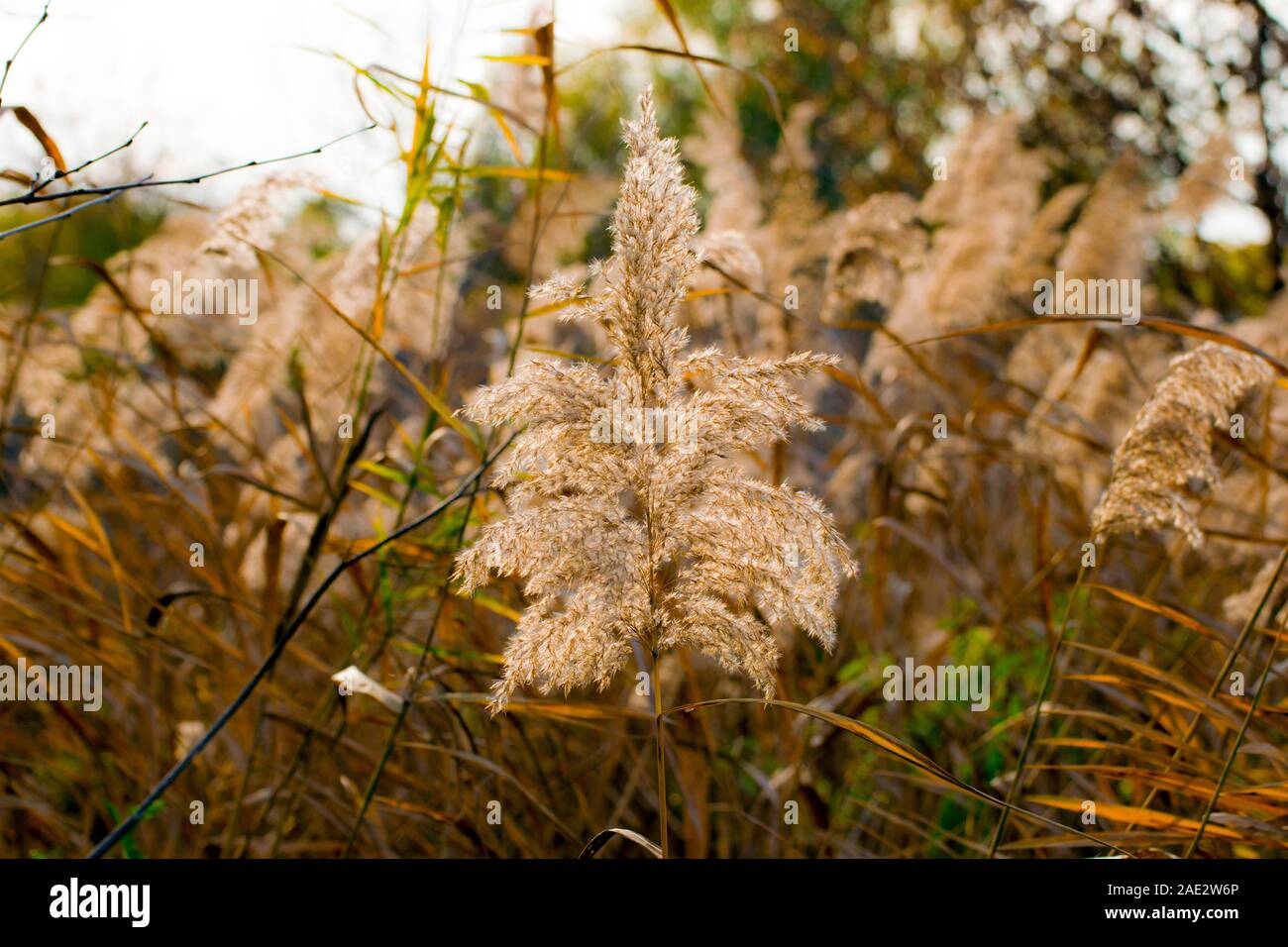 Nature in autumn: beautiful golden inflorescence of common reed, a tall ...