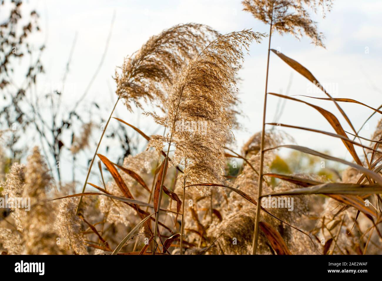 Nature in the autumn: inflorescence of Phragmites australis, known as ...