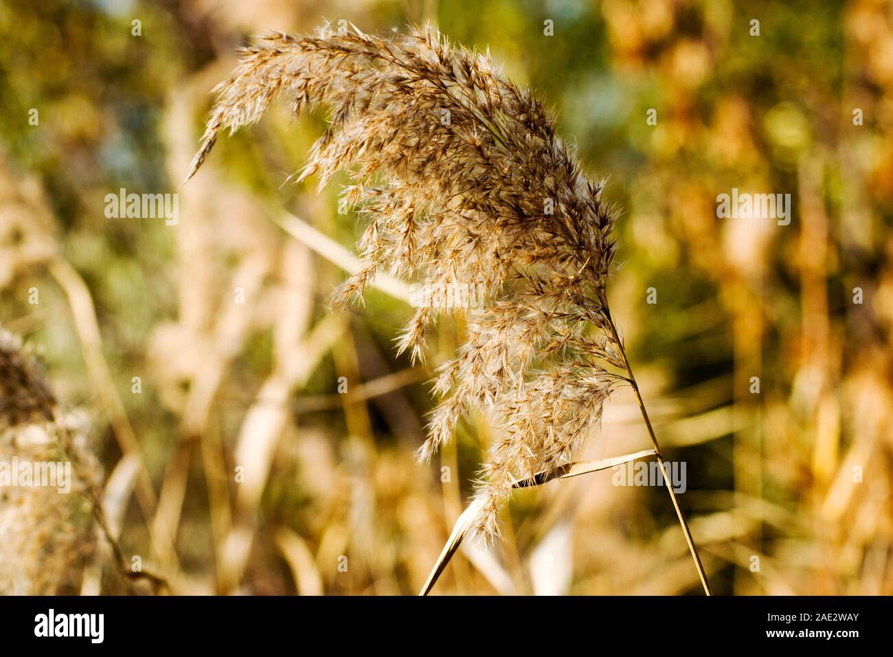 Nature in the autumn: beautiful golden inflorescence of common reed, a ...