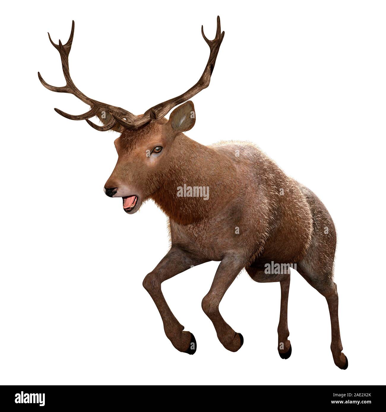 3D rendering of a male deer isolated on white background Stock Photo ...