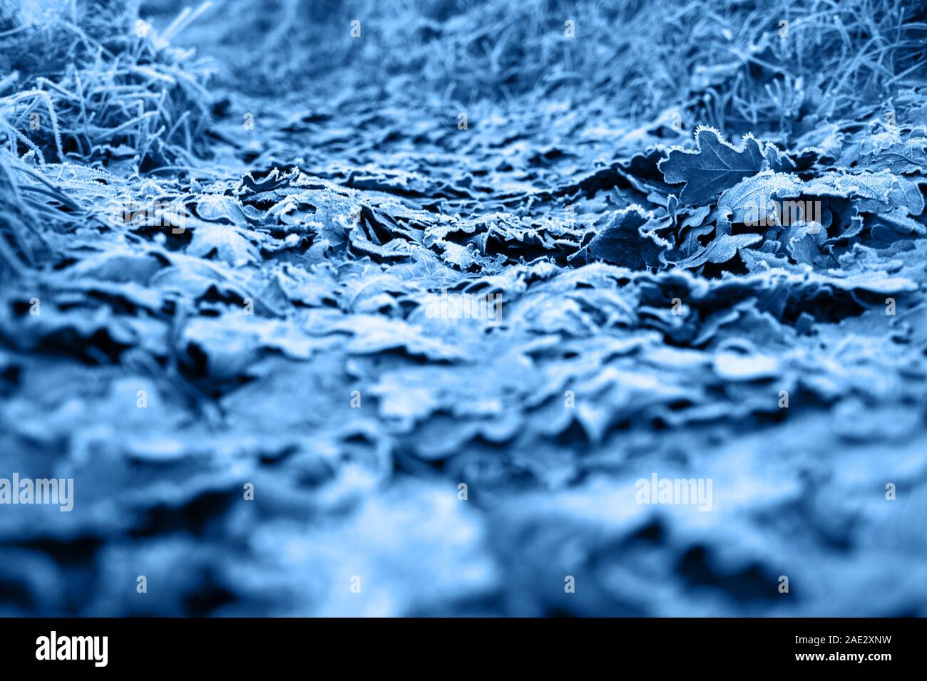 Abstract autumn background, frozen leaves of oak Stock Photo - Alamy