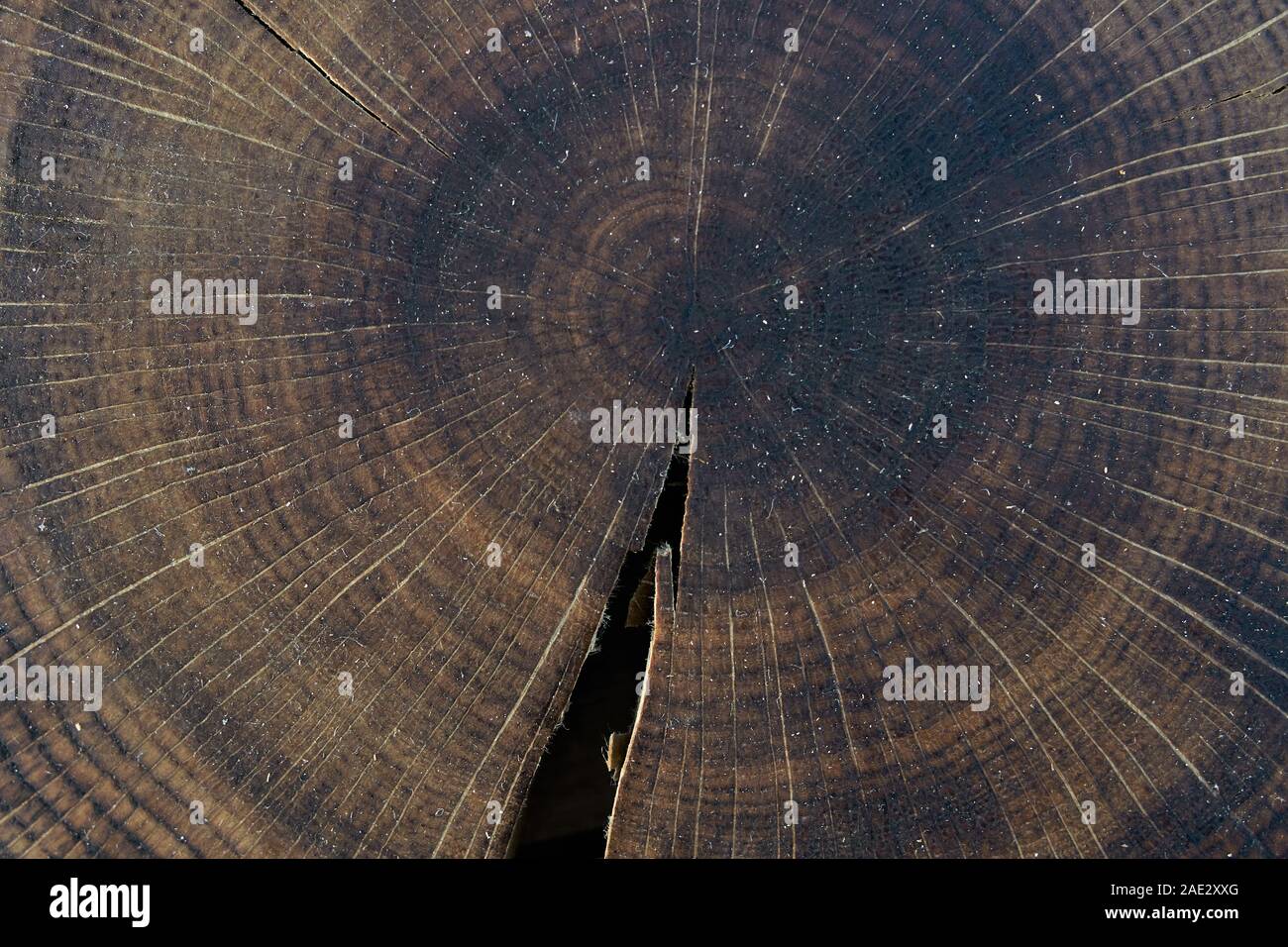 Growth rings oak oak forest hi-res stock photography and images - Alamy