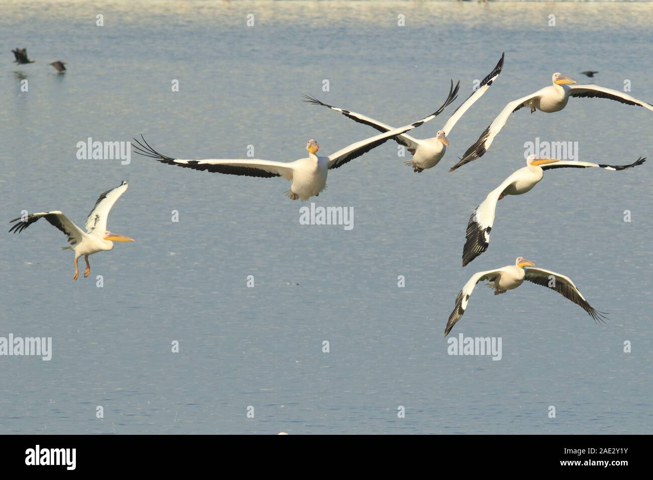 White pelicans in flight hi-res stock photography and images - Alamy