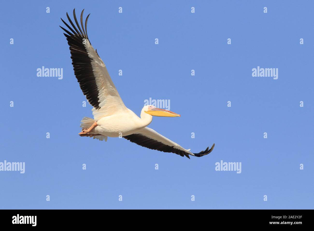 Pelicans Migration High Resolution Stock Photography and Images - Alamy