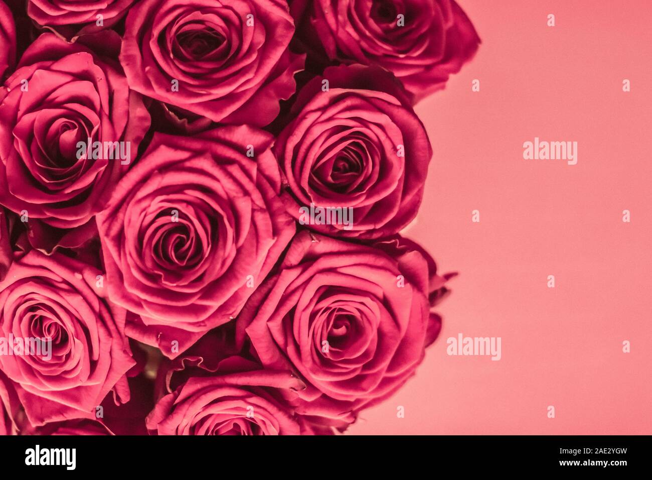 Blooming rose, flower blossom and Valentines Day gift concept ...