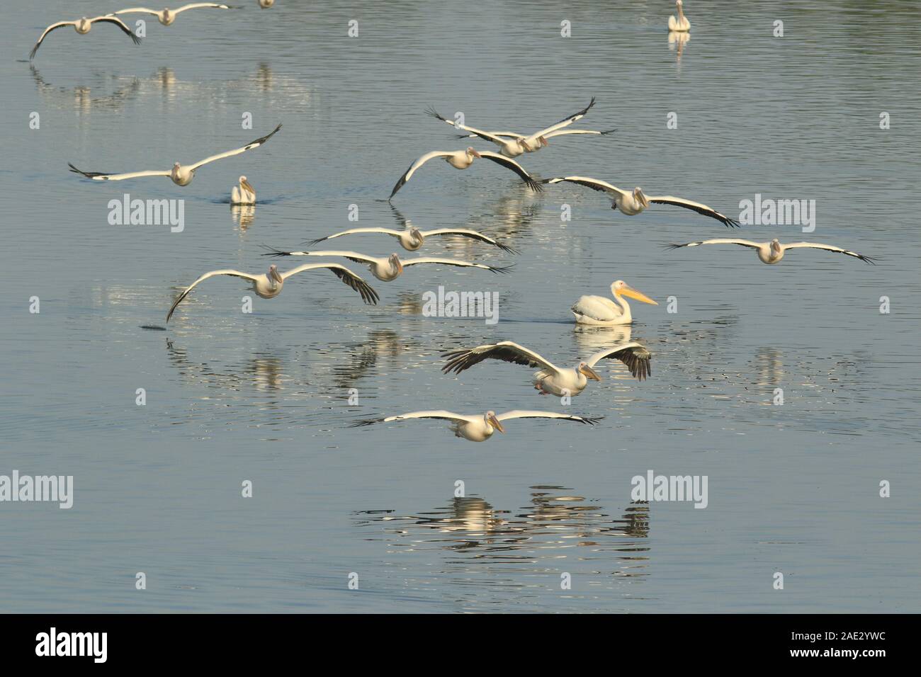 Pelicans migration hi-res stock photography and images - Alamy