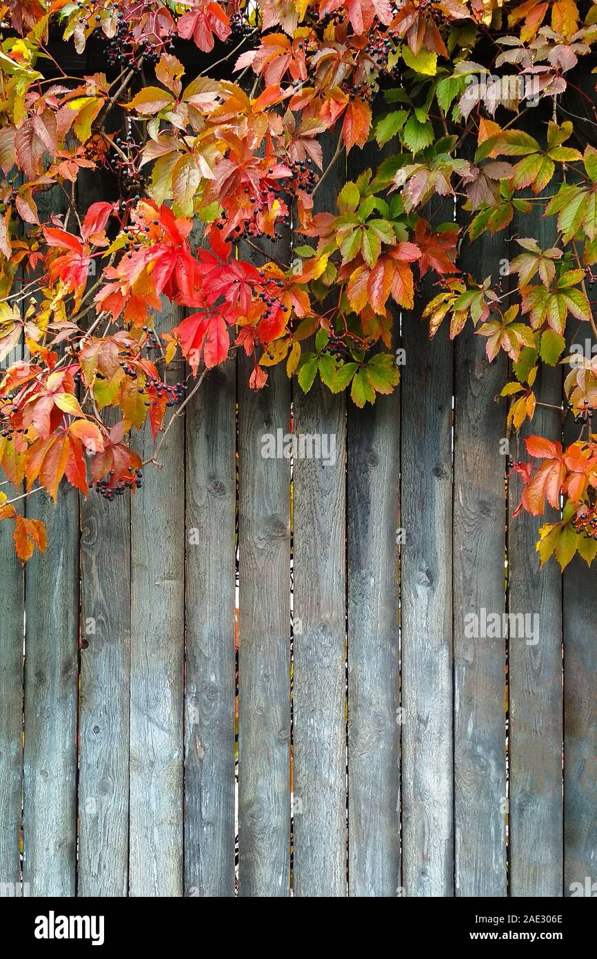 Wild grapes on old fence at autumn Stock Photo - Alamy