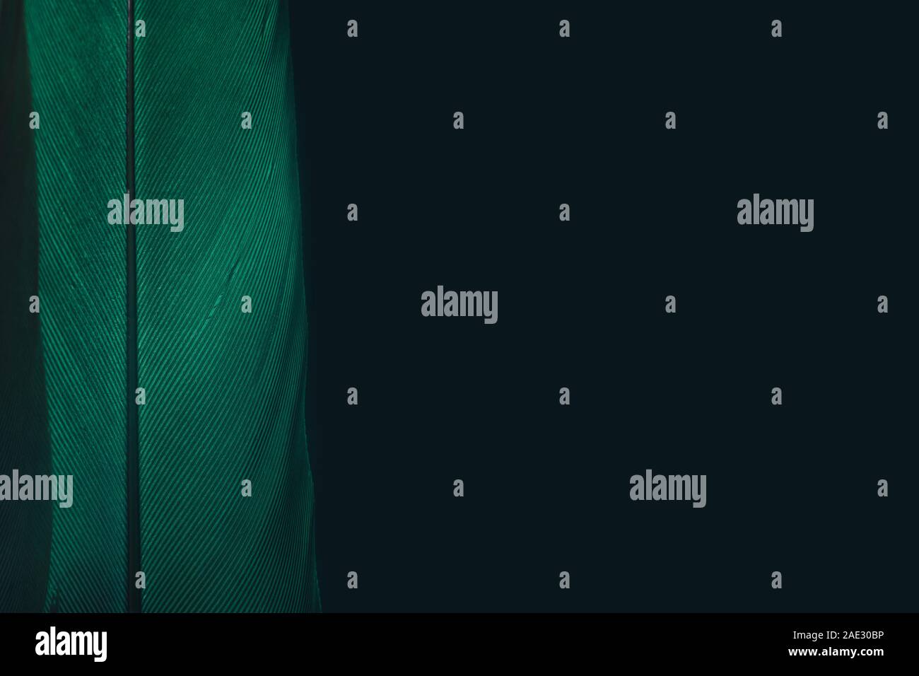 Close up Beautiful Green Bird feather on a dark background texture ...