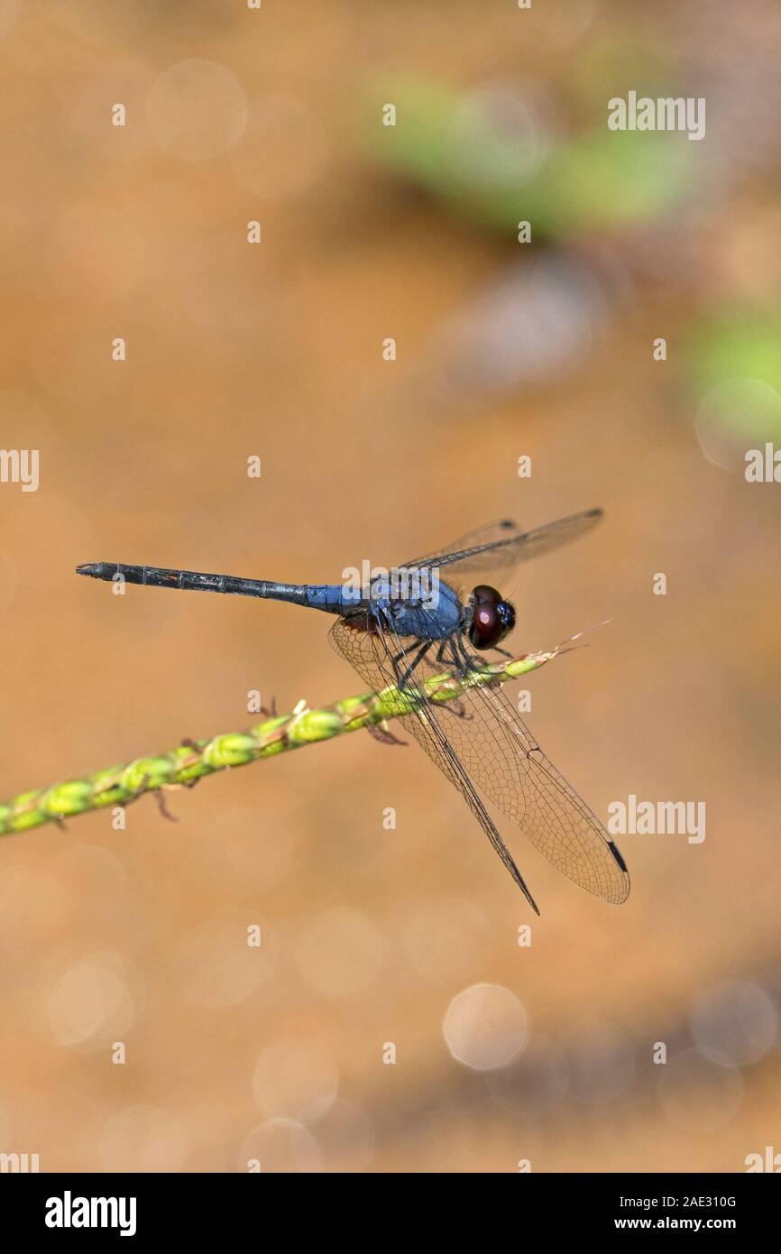 Black Stream Glider aka Indigo Dropwing (Trithemis festiva Stock Photo ...