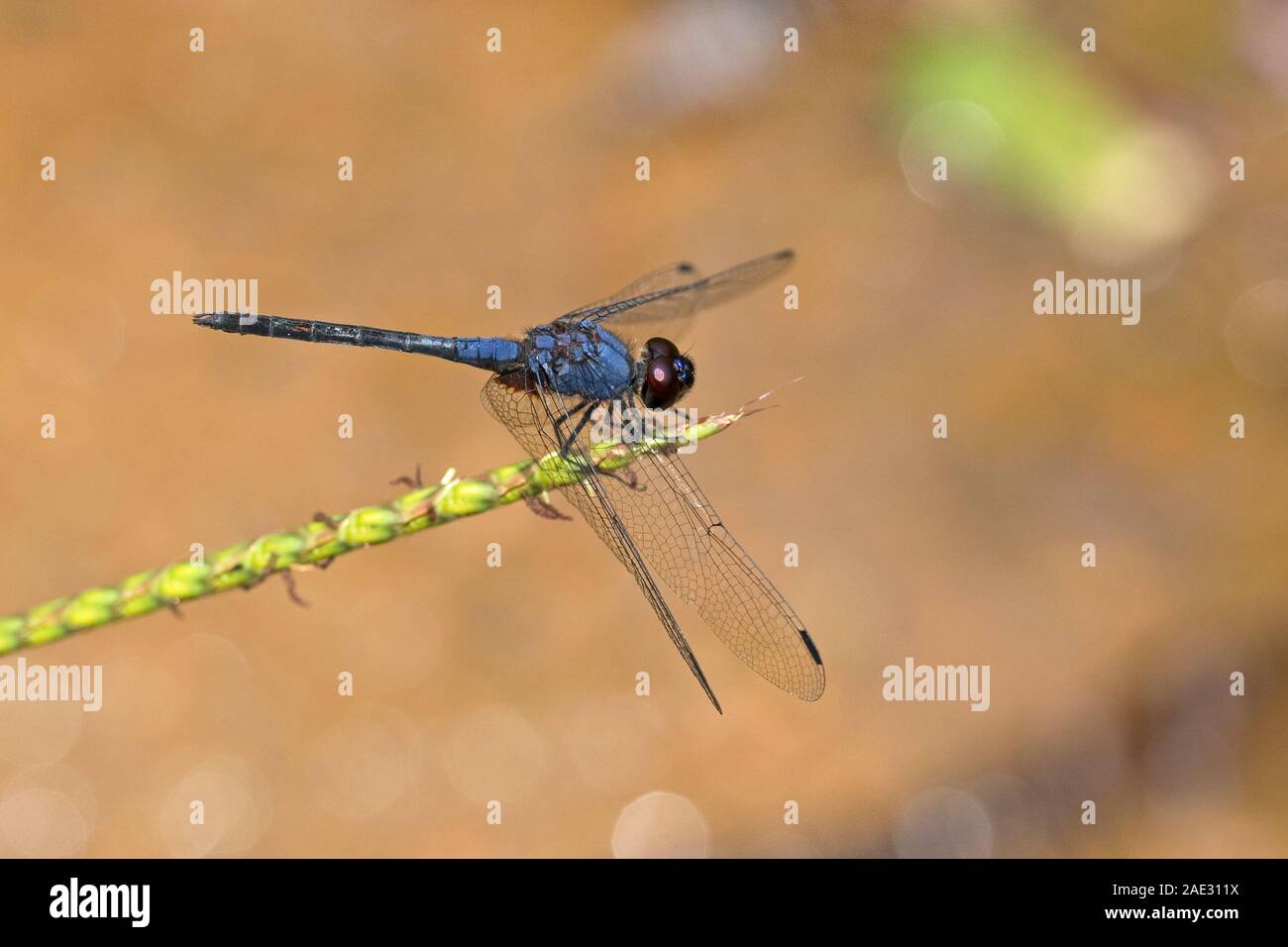 Black Stream Glider aka Indigo Dropwing (Trithemis festiva Stock Photo ...