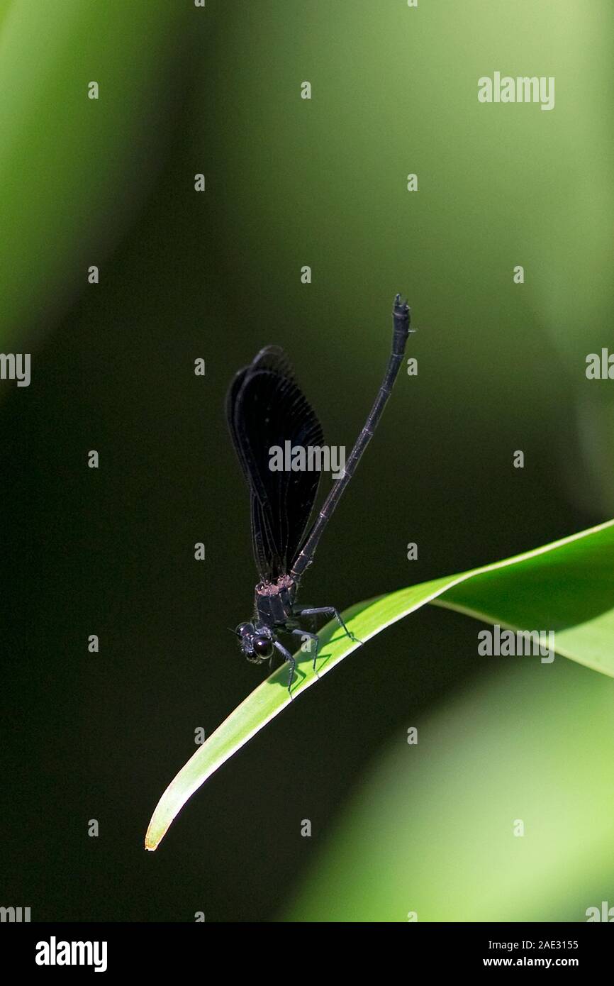 Euphaea hi-res stock photography and images - Alamy