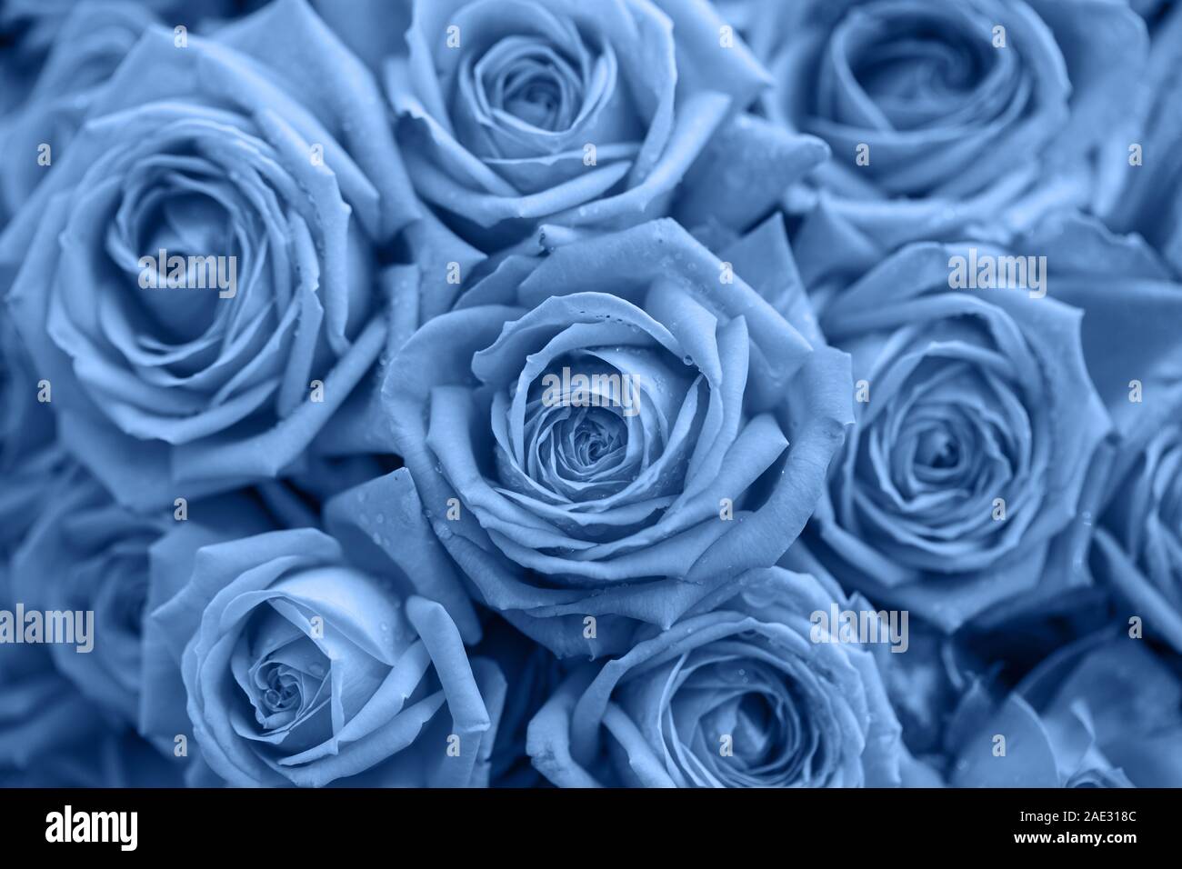 Light Blue Roses Wallpaper