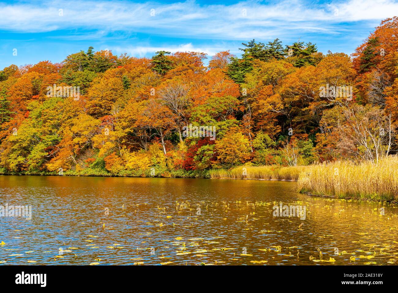 Beautiful autumn colorful leaf forest at Onuma Pond with the blue sky ...