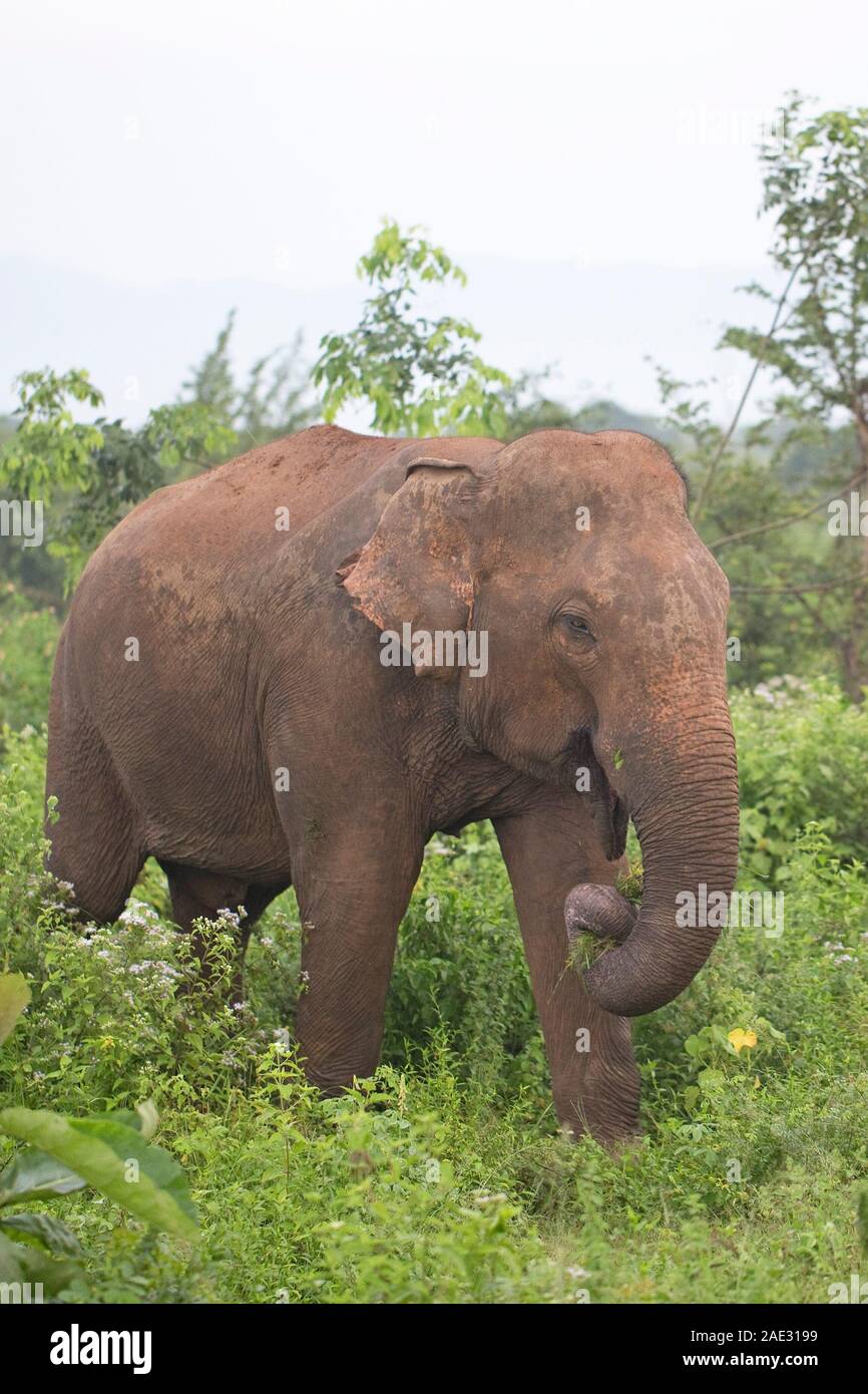 Asian Elephant (Elephas maximus maximus Stock Photo - Alamy