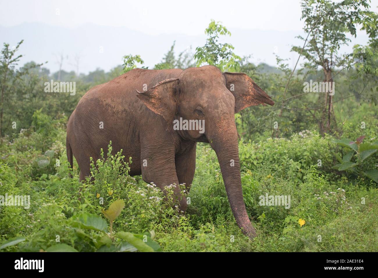 Asian Elephant (Elephas maximus maximus Stock Photo - Alamy