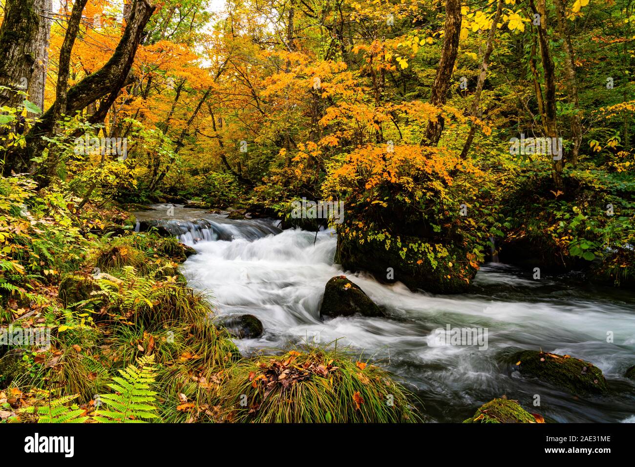 Beautiful Oirase mountain Stream flow through the forest of colorful ...