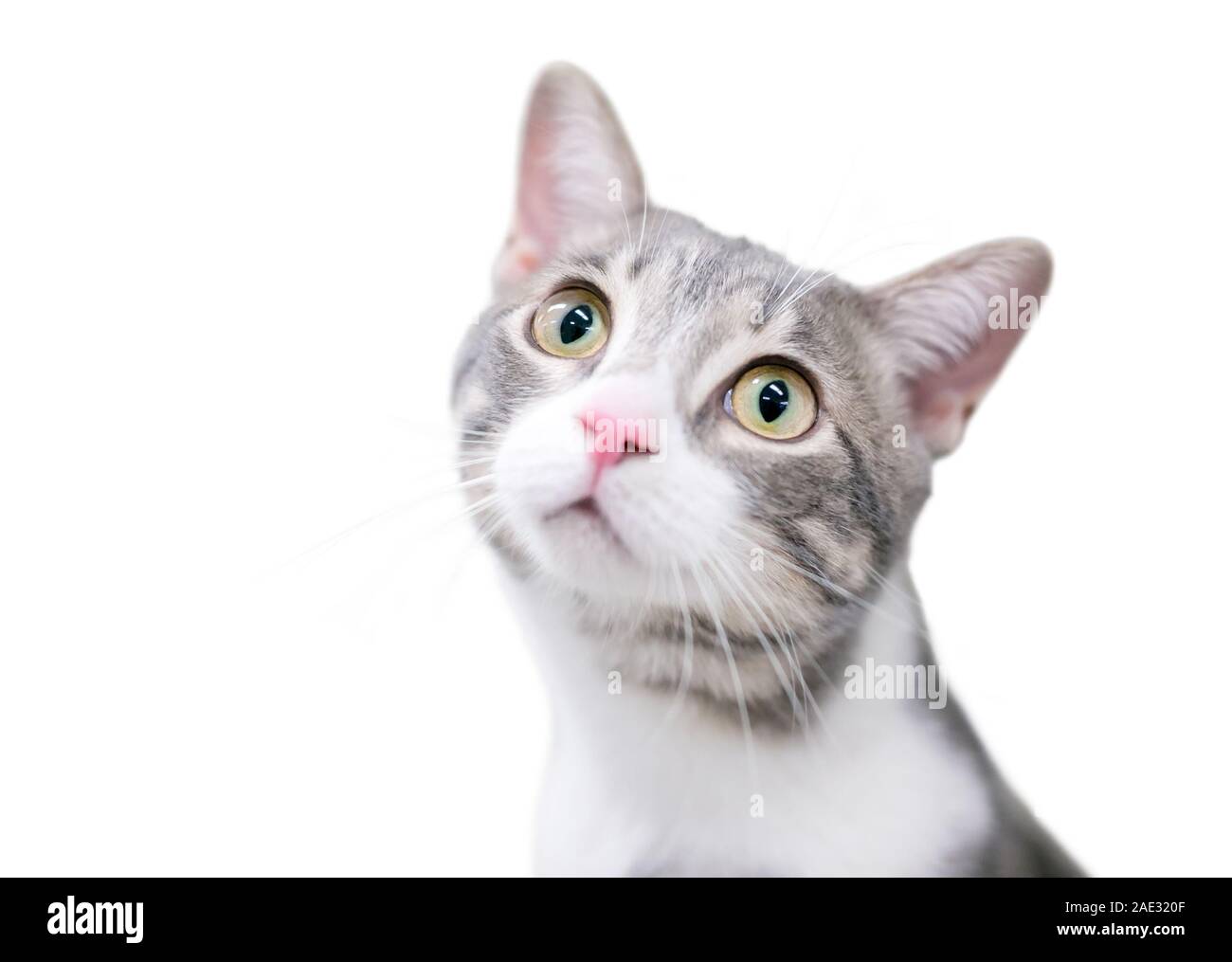 Wide eyed expression hi-res stock photography and images - Alamy