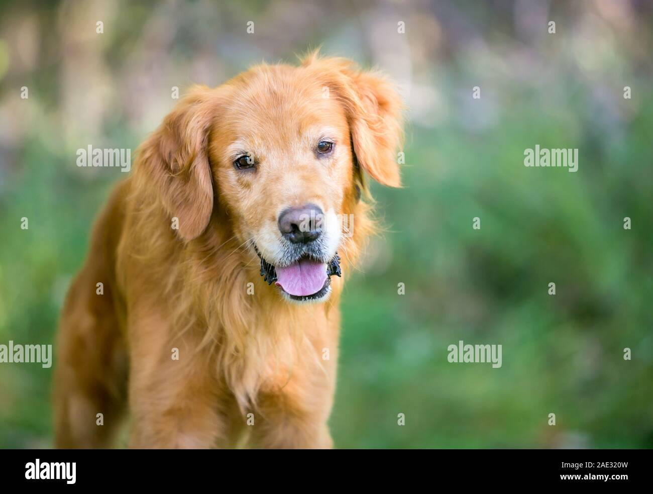 Friendly golden dog hi-res stock photography and images - Alamy
