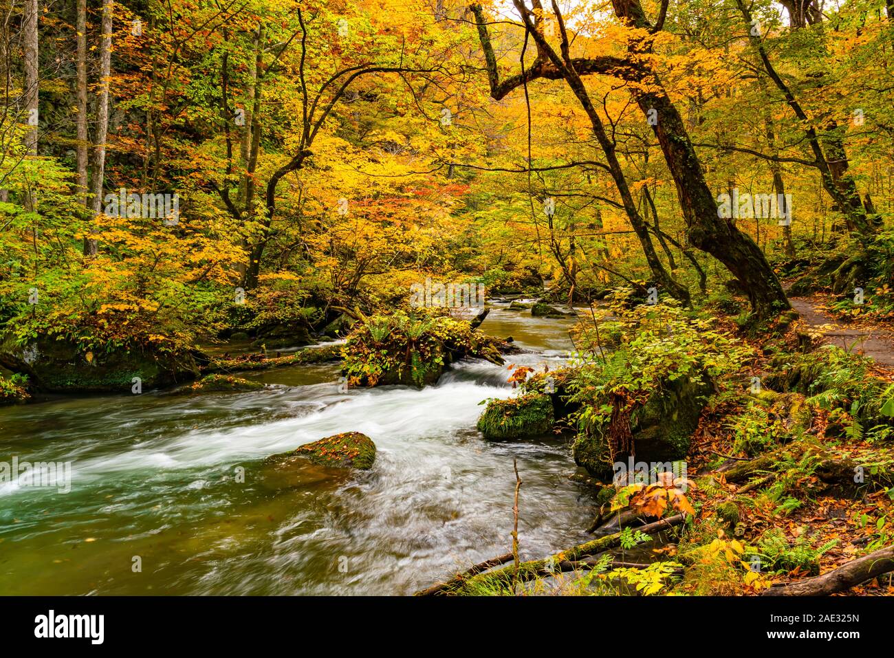 Beautiful Oirase stream flow along the Oirase Walking Trail pass ...