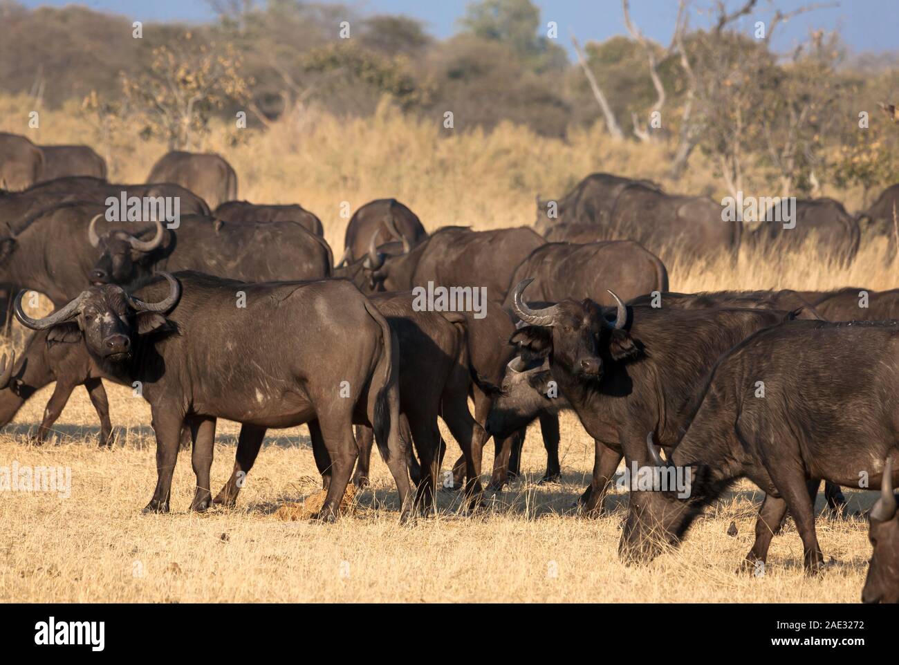 Defensive african buffalo hi-res stock photography and images - Alamy