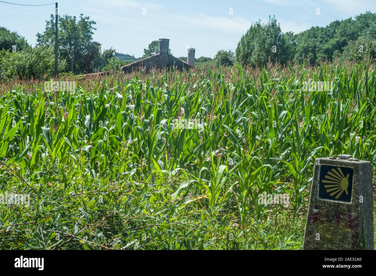 Corn fields in summer, Galizia, Spain Stock Photo - Alamy