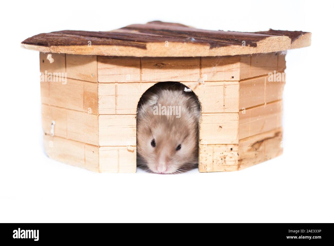 Cute syrian gold hamster on white background in its wooden house Stock ...