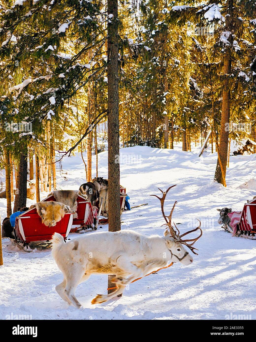 White reindeer jumping in winter farm in Lapland Finland Stock Photo ...
