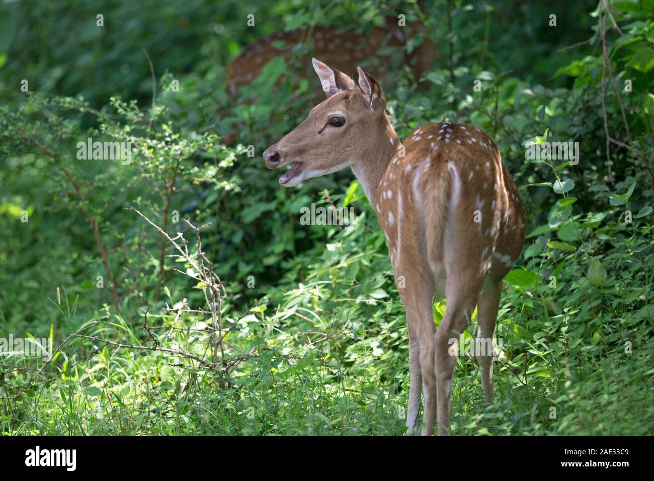 Chital Deer (Cervus axis Stock Photo - Alamy