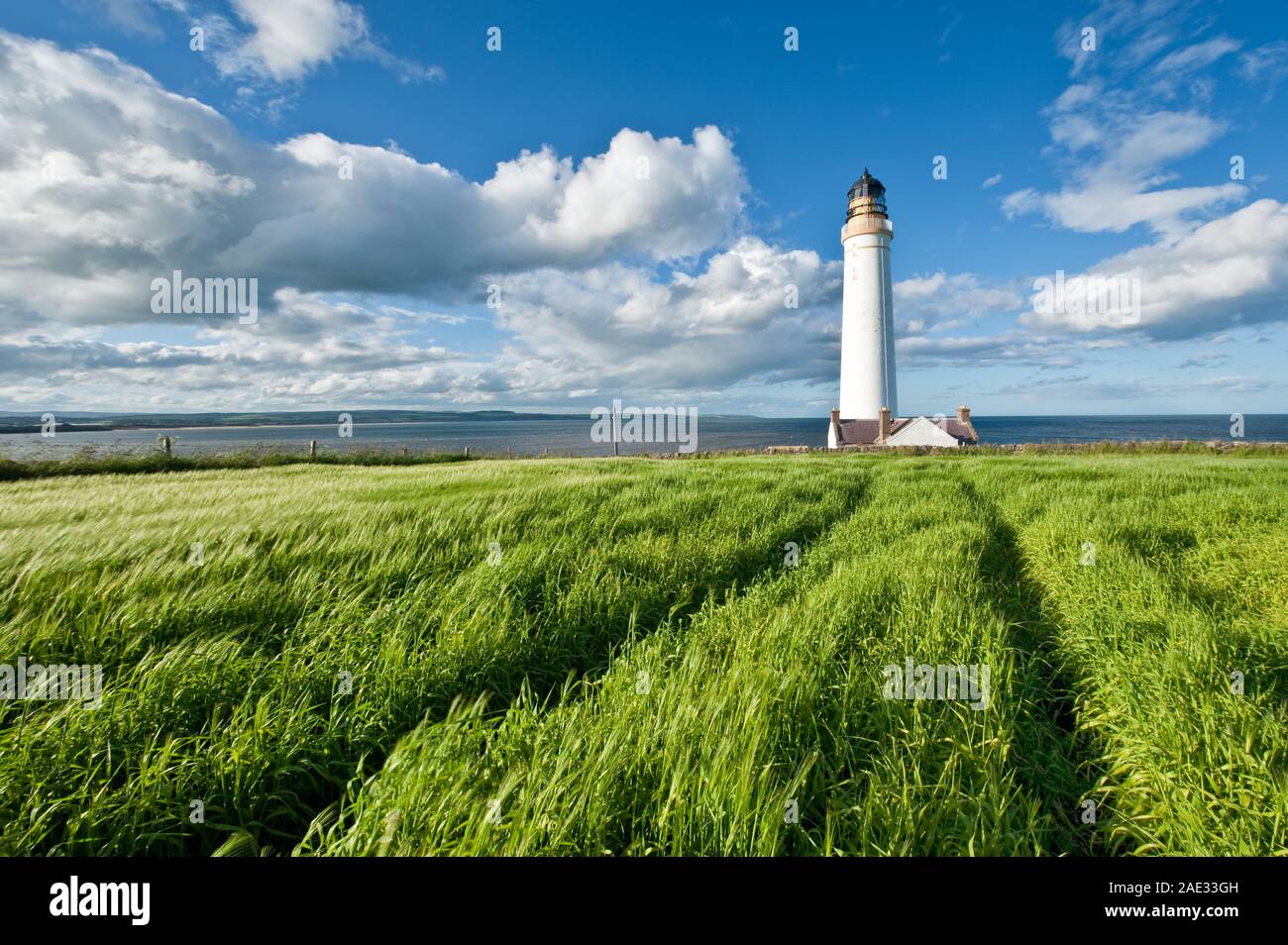 Scurdie Ness Lighthouse and field of barley. Overlooking North Sea ...