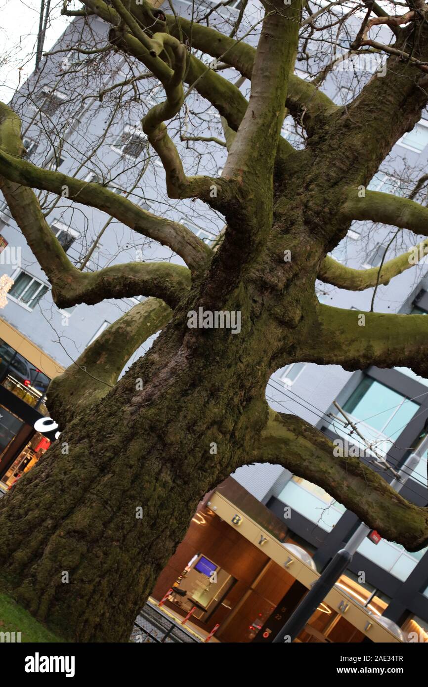 Tree brunches tripping amsterdam macro background fifty megapixels ...