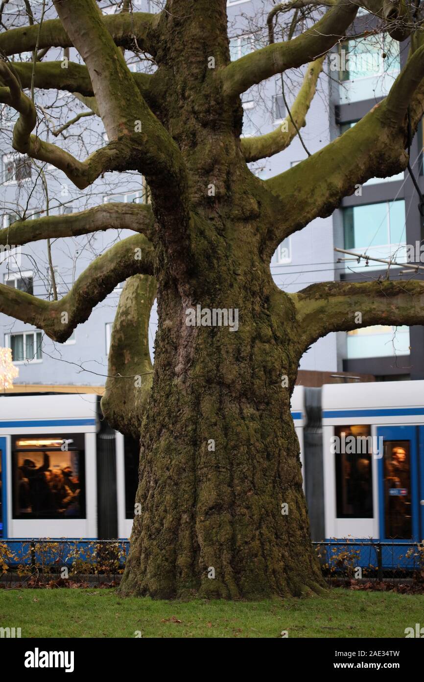 Tree brunches tripping amsterdam macro background fifty megapixels ...