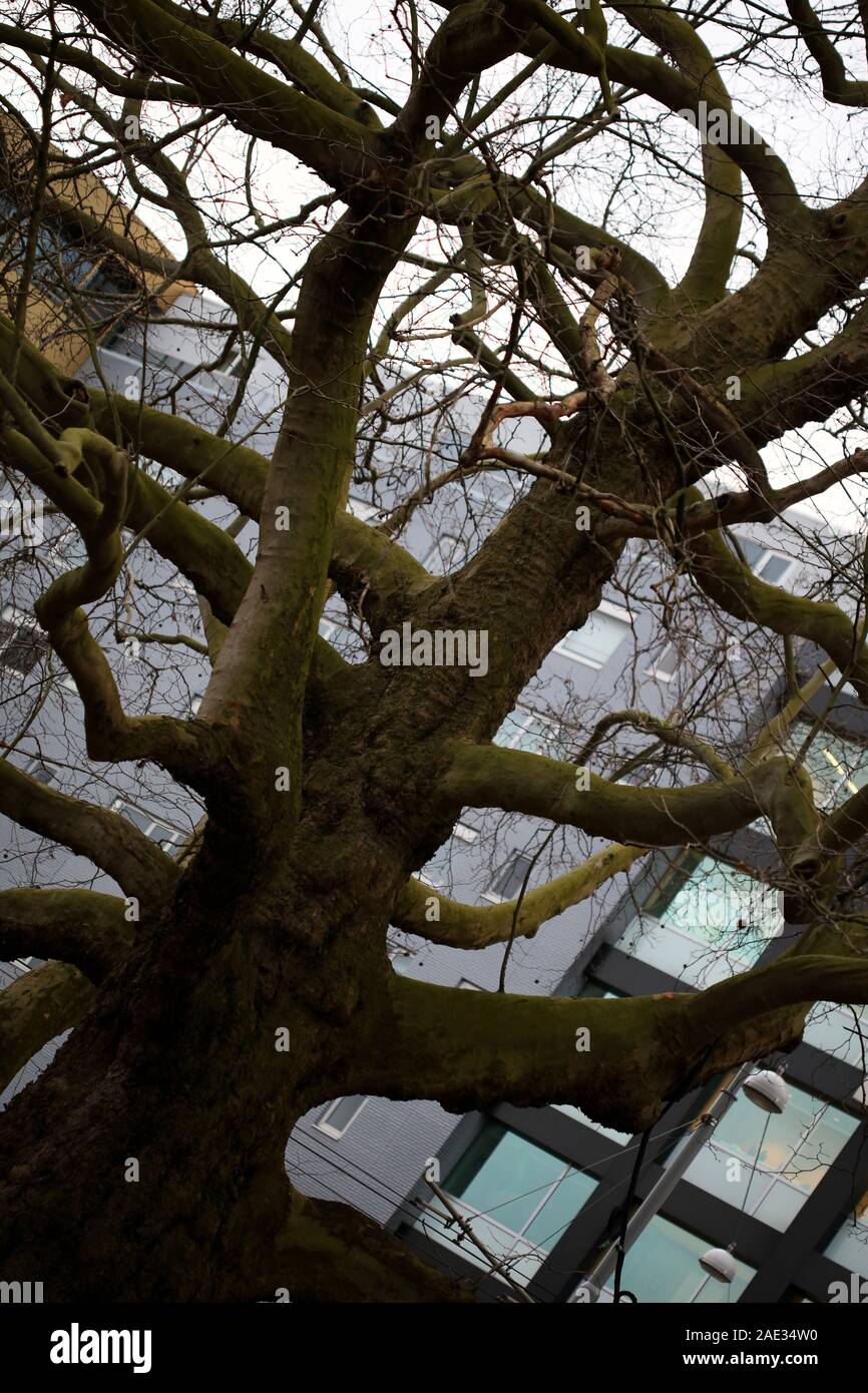 Tree brunches tripping amsterdam macro background fifty megapixels ...