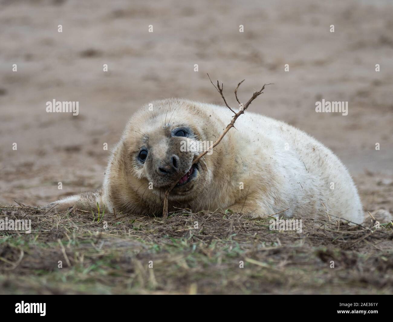 Flipper of a dead seal hi-res stock photography and images - Alamy