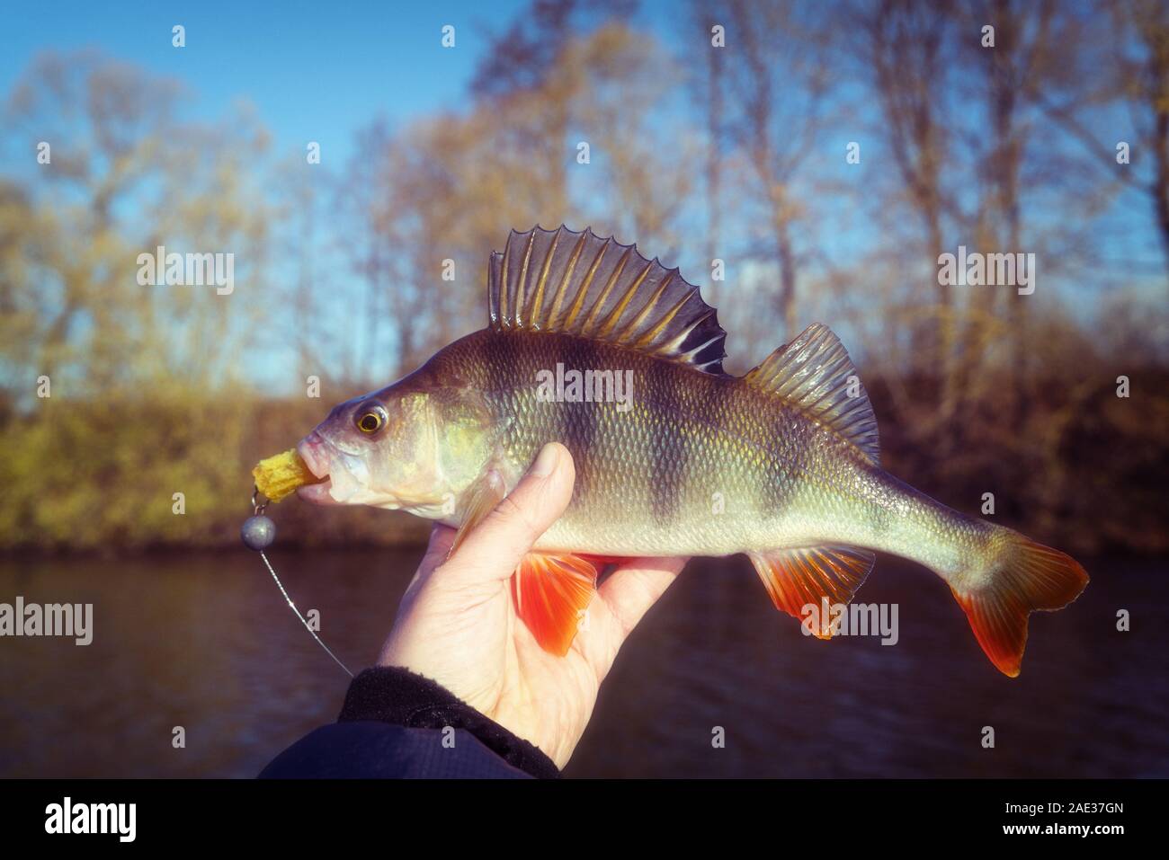 Image grain hi-res stock photography and images - Alamy