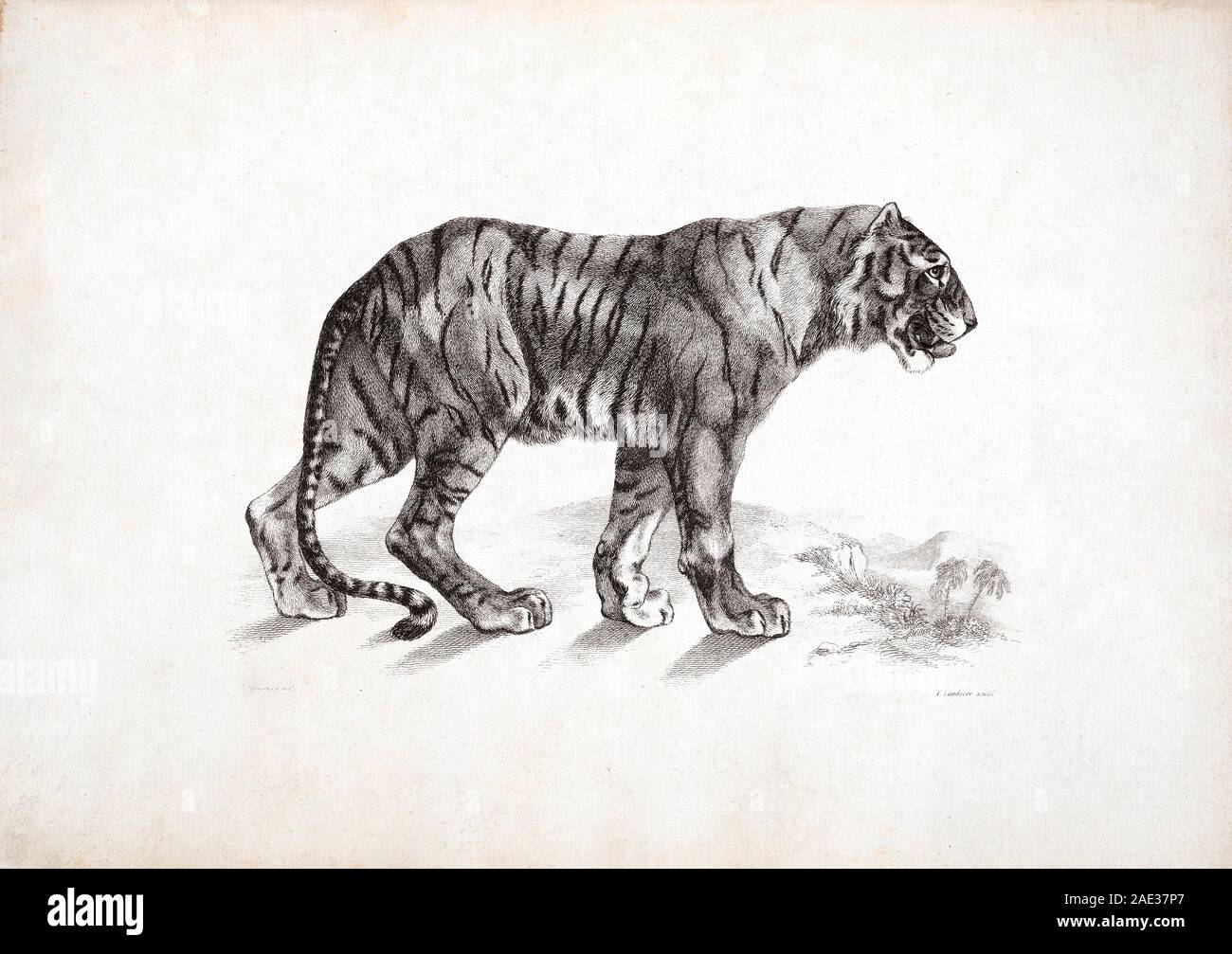 Tiger Engraving High Resolution Stock Photography and Images - Alamy
