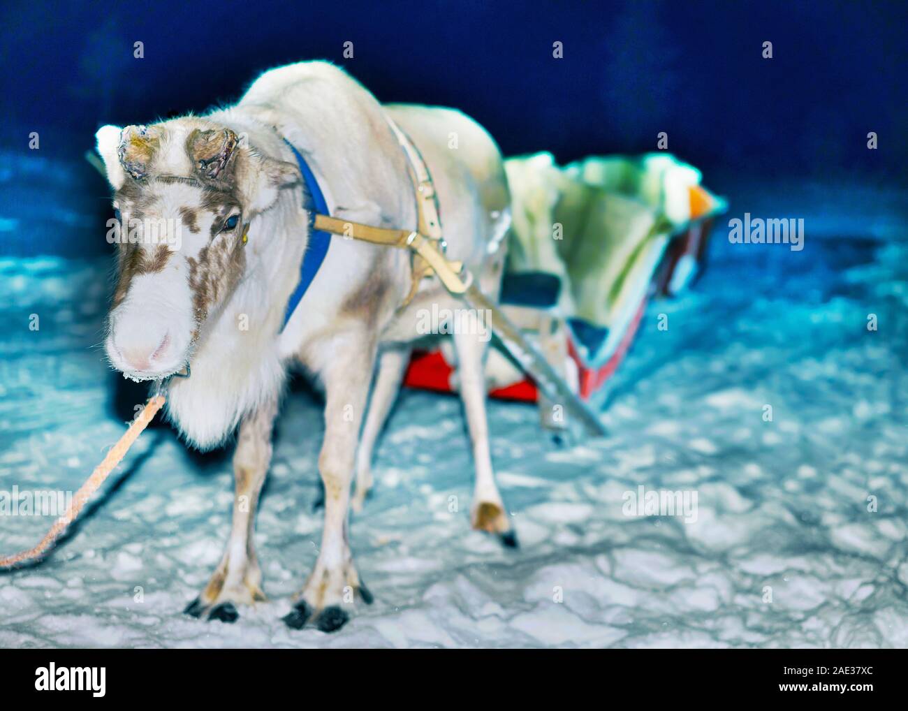 Norway night sledding hi-res stock photography and images - Alamy
