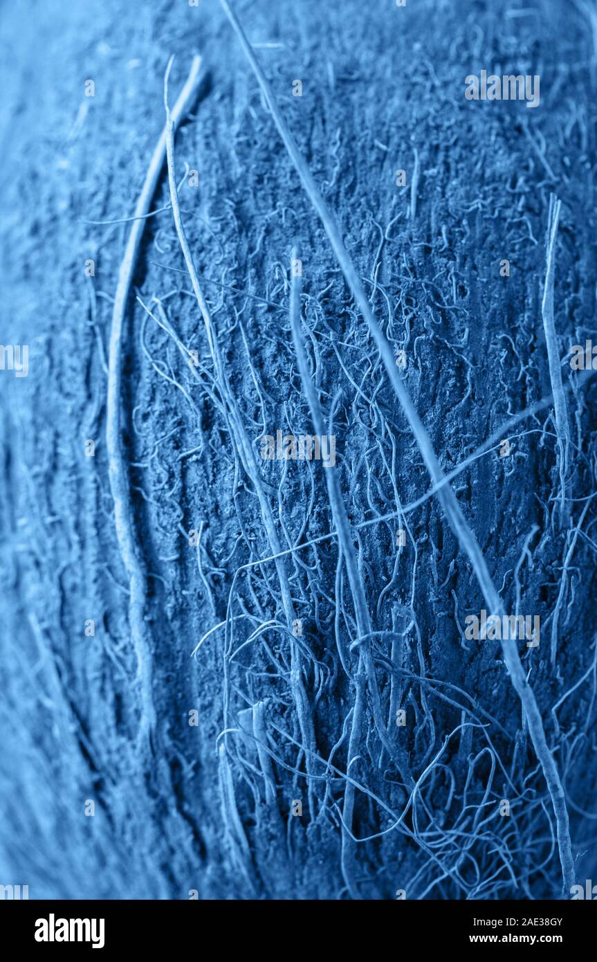 Coconut shell textured natural background. In blue color Stock Photo ...