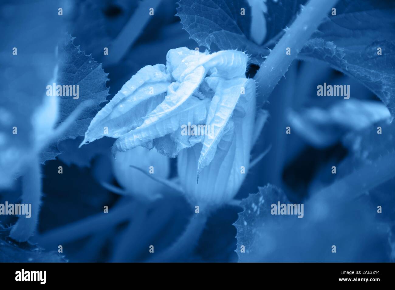 Zucchini flower in the vegetable garden. Colored in blue color Stock ...
