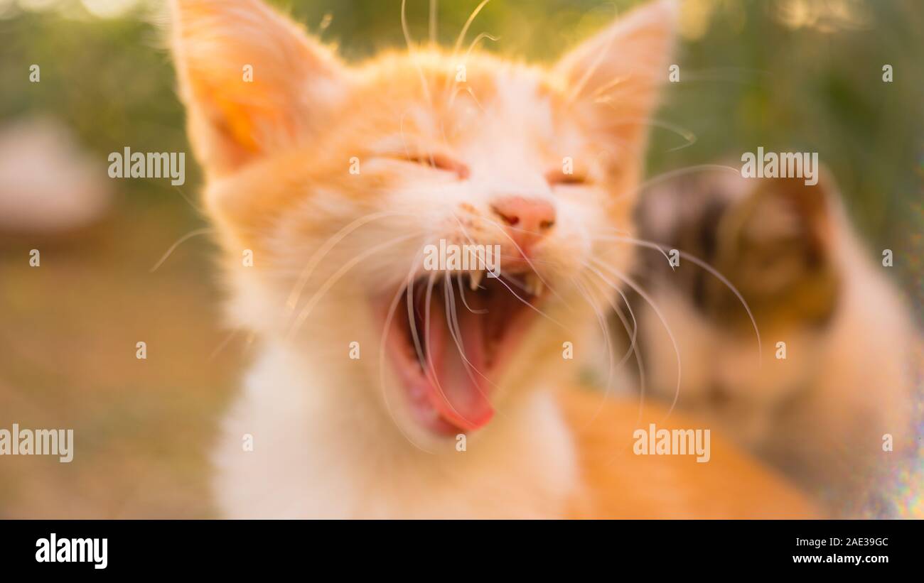 Lovely ginger kitten widely yawns, sweet furry pet closeup portrait ...