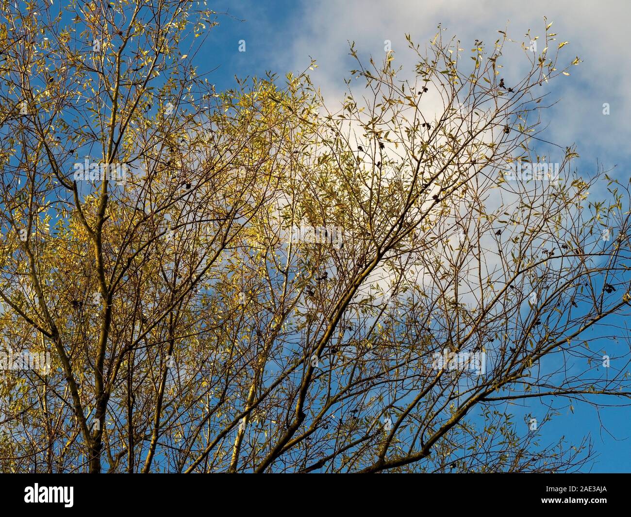 White willow tree hi-res stock photography and images - Alamy