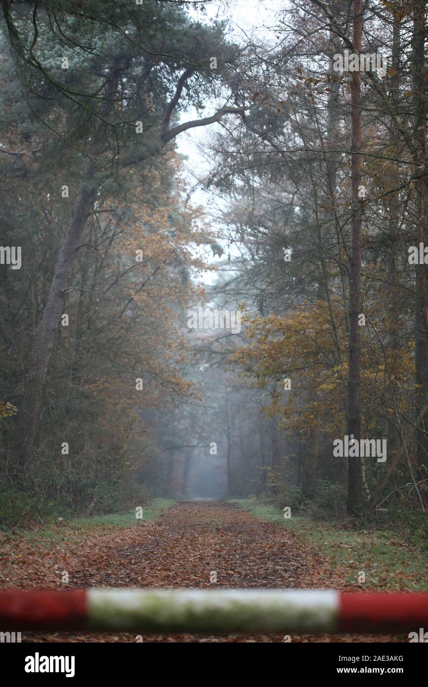 Forest road in wind nature background Dorsten Rhade high quality Stock ...