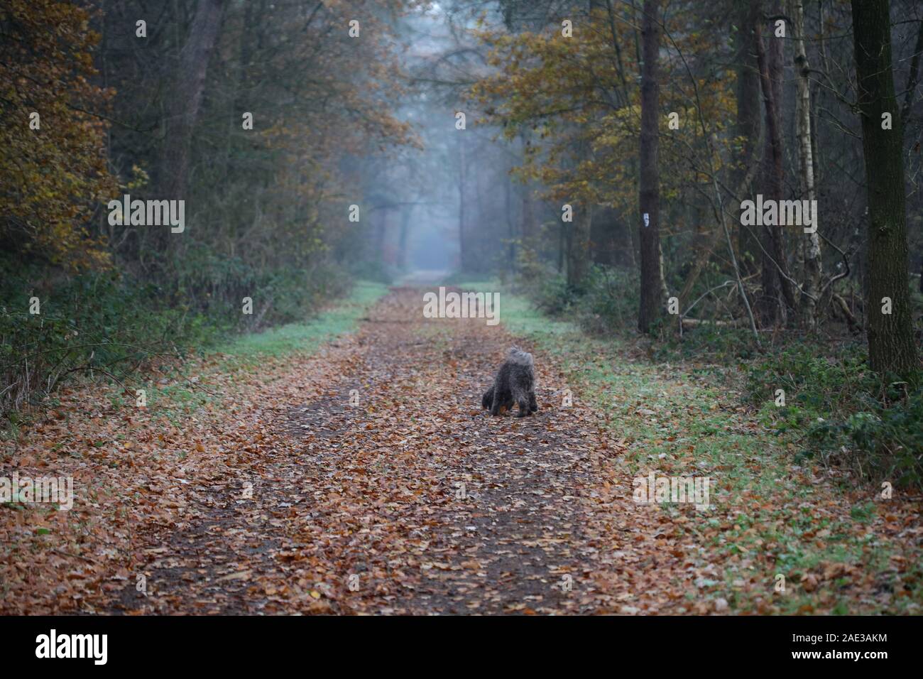 Forest road in wind nature background Dorsten Rhade high quality Stock ...