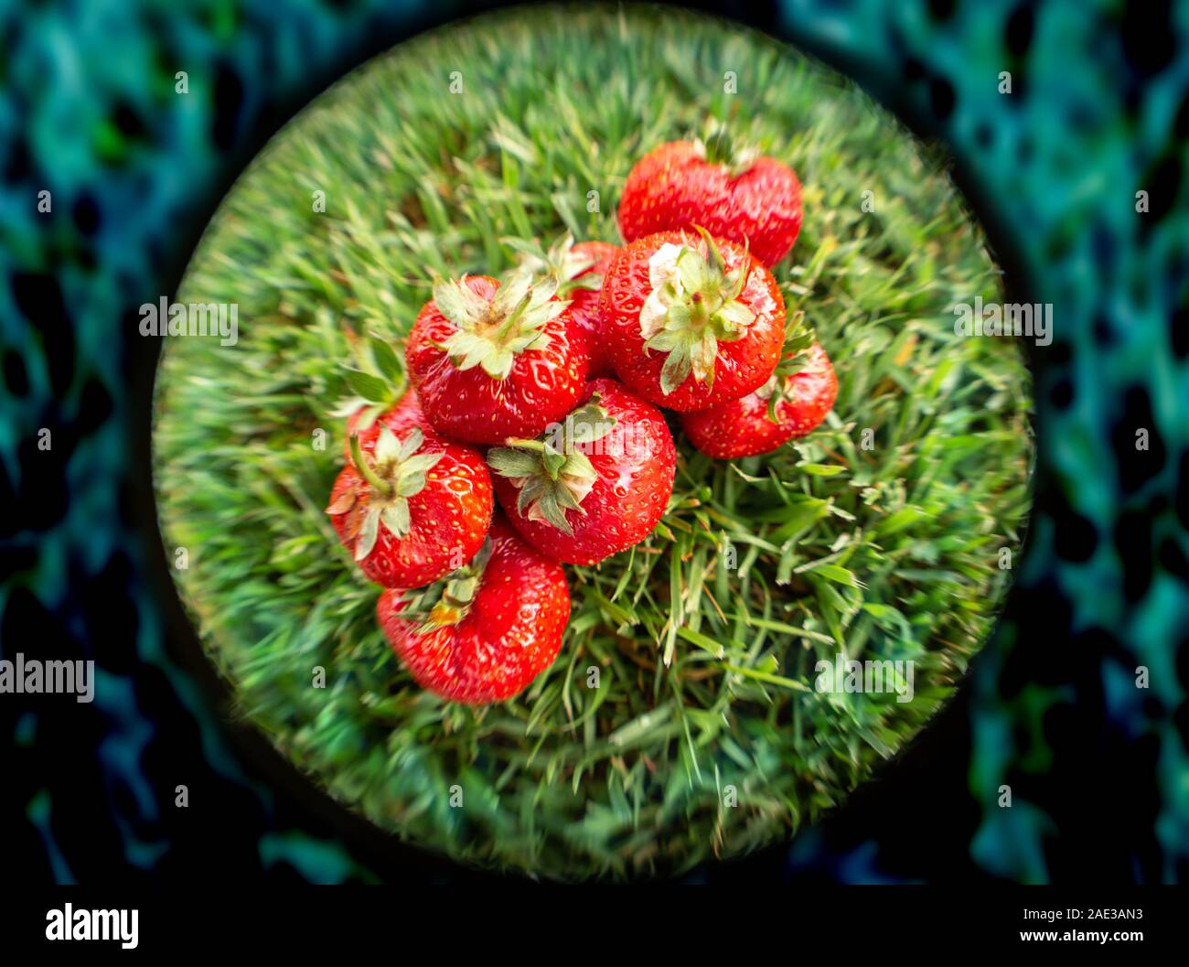 A particular view of a group of strawberries in a meadow Stock Photo ...