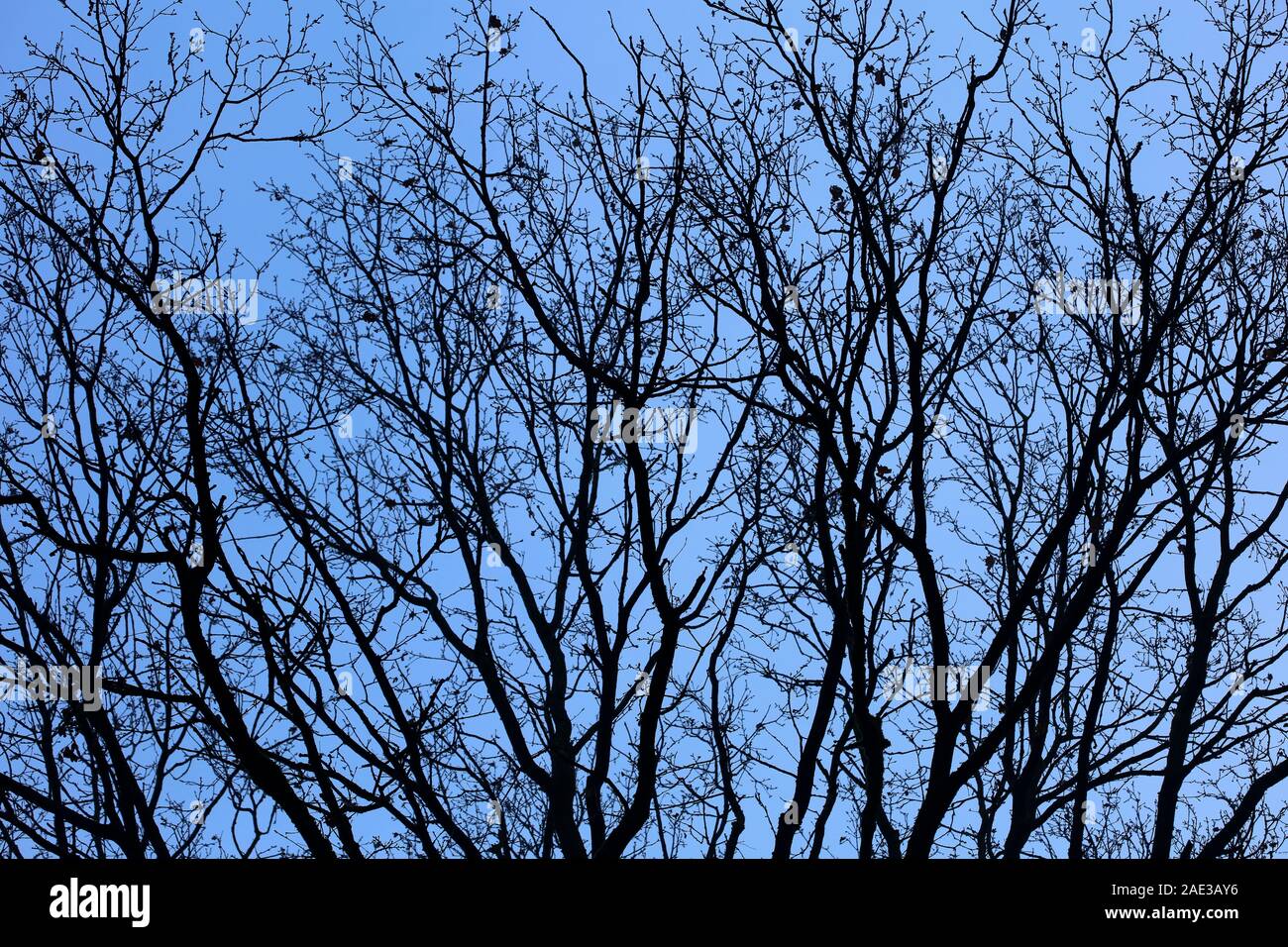 Trees in blue winter sky background high quality Stock Photo - Alamy