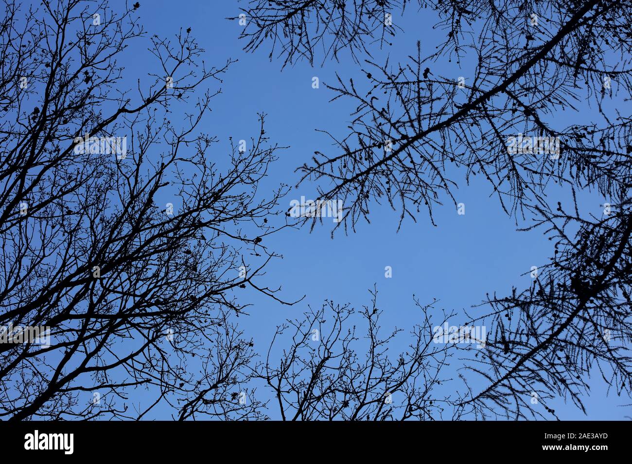 Trees in blue winter sky background high quality Stock Photo - Alamy