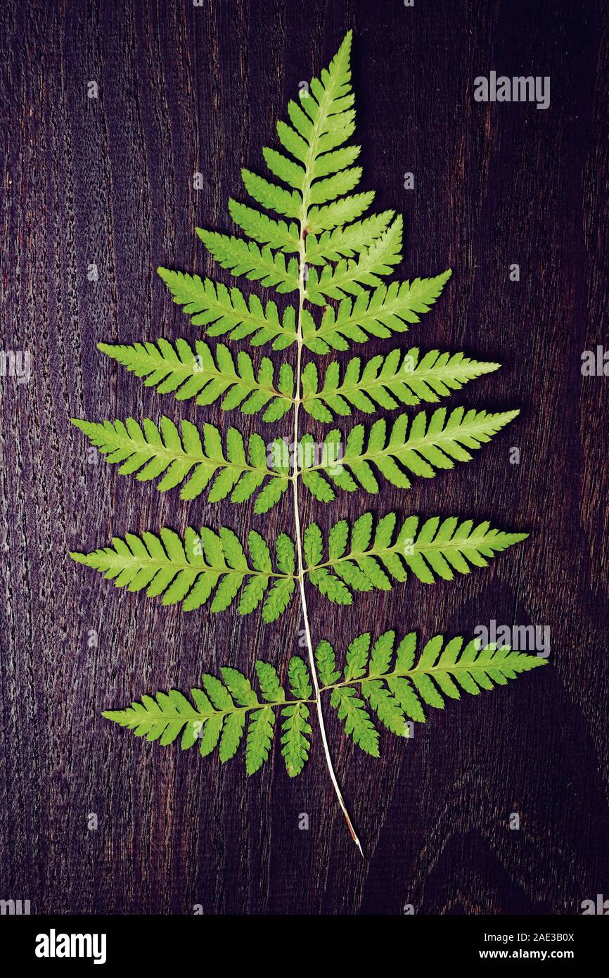 Oak leaf fern hi-res stock photography and images - Alamy