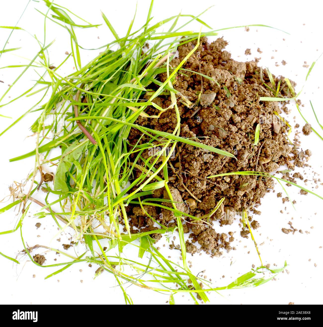 Humus Soil High Resolution Stock Photography and Images - Alamy