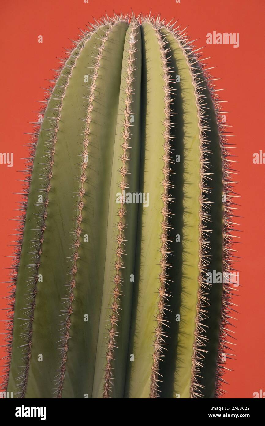close up of a spikey cactus plant with a plain coloured background ...