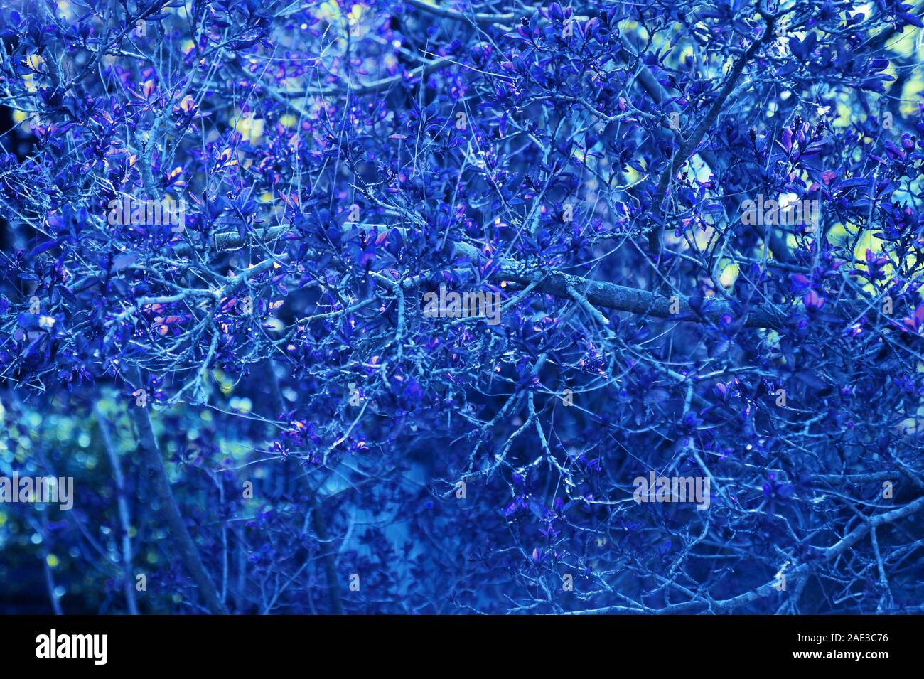 The blossoming tree branch in the spring. Classic Blue Stock Photo - Alamy