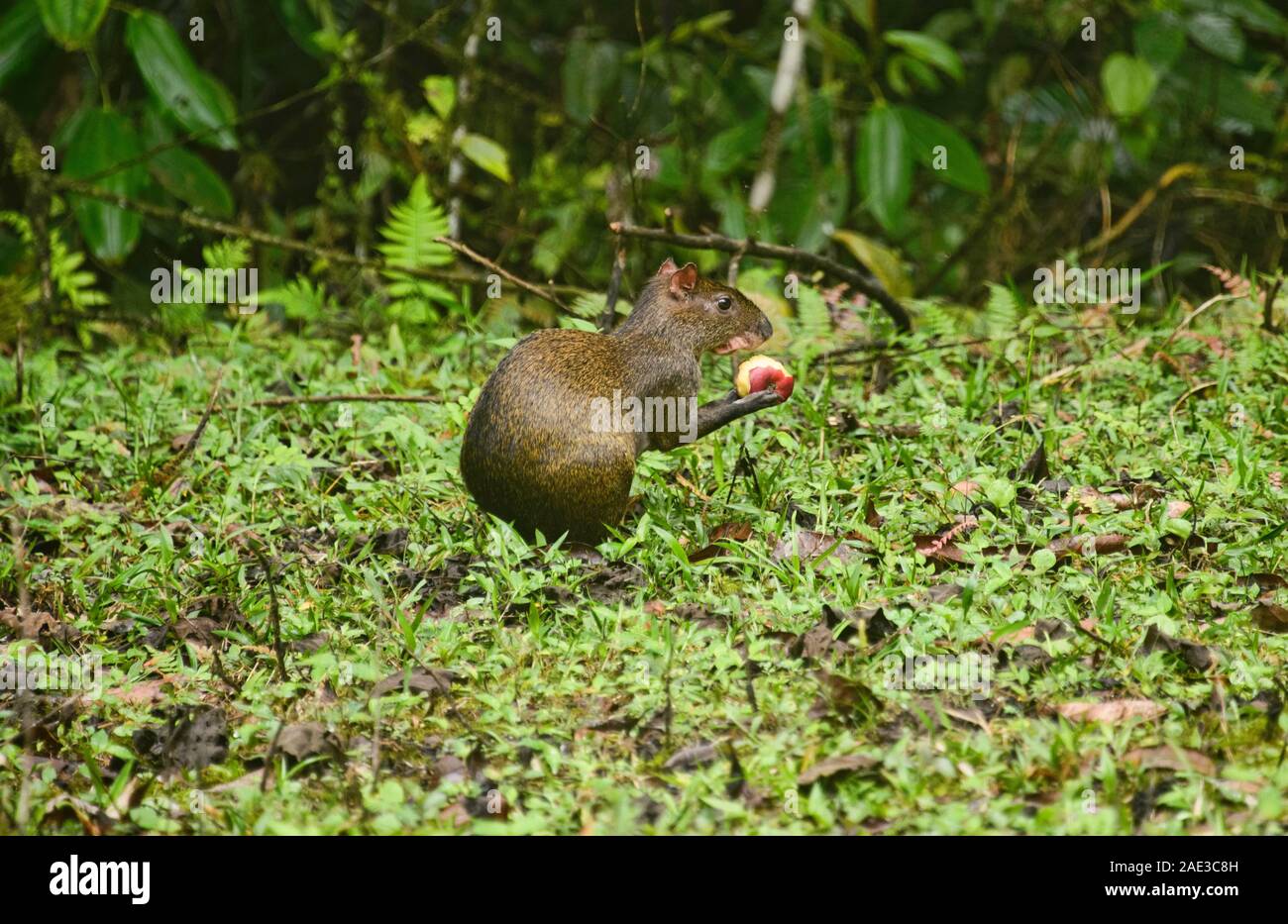 Black agoutis hi-res stock photography and images - Alamy